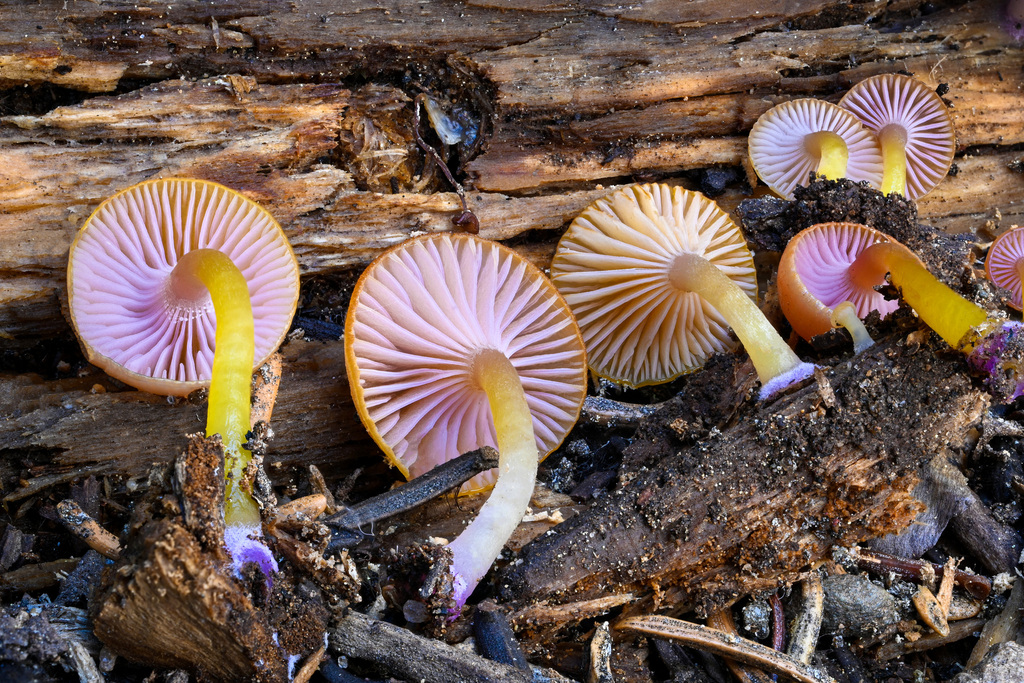 Chromosera from Alpine County, Stanislaus National Forest, US-CA, US on ...