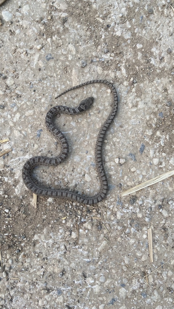 Colubrine Snakes from Paros, Paros, South Aegean, GR on May 31, 2021 at ...