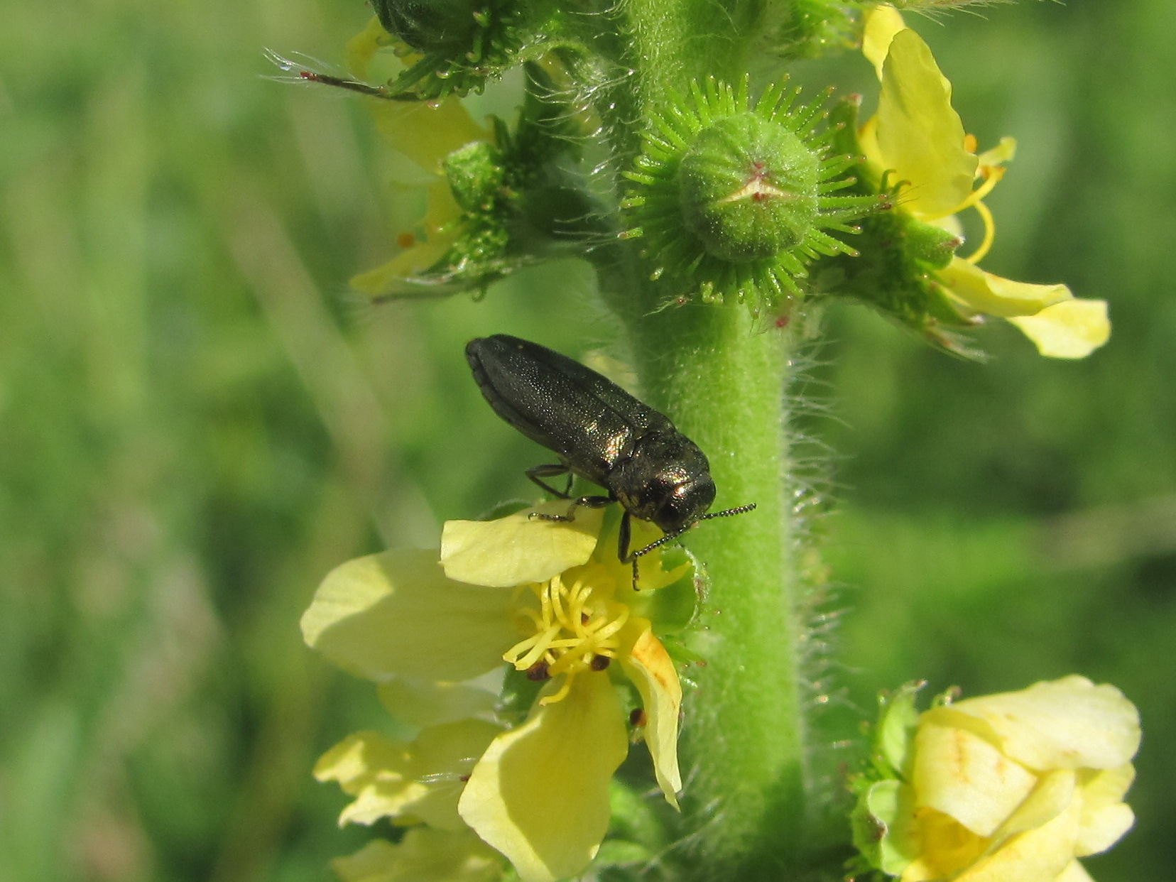 Coraebus elatus (Fabricius, 1787)