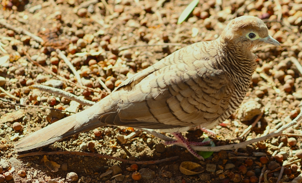 Zebra Dove from Jamestown STHL 1ZZ, St Helena, Ascension and Tristan da ...