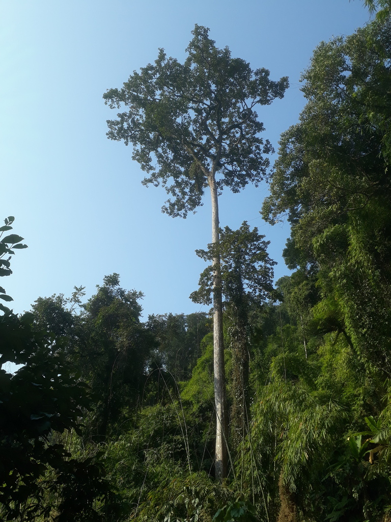 Dipterocarpus retusus in February 2022 by Jaydev mandal · iNaturalist