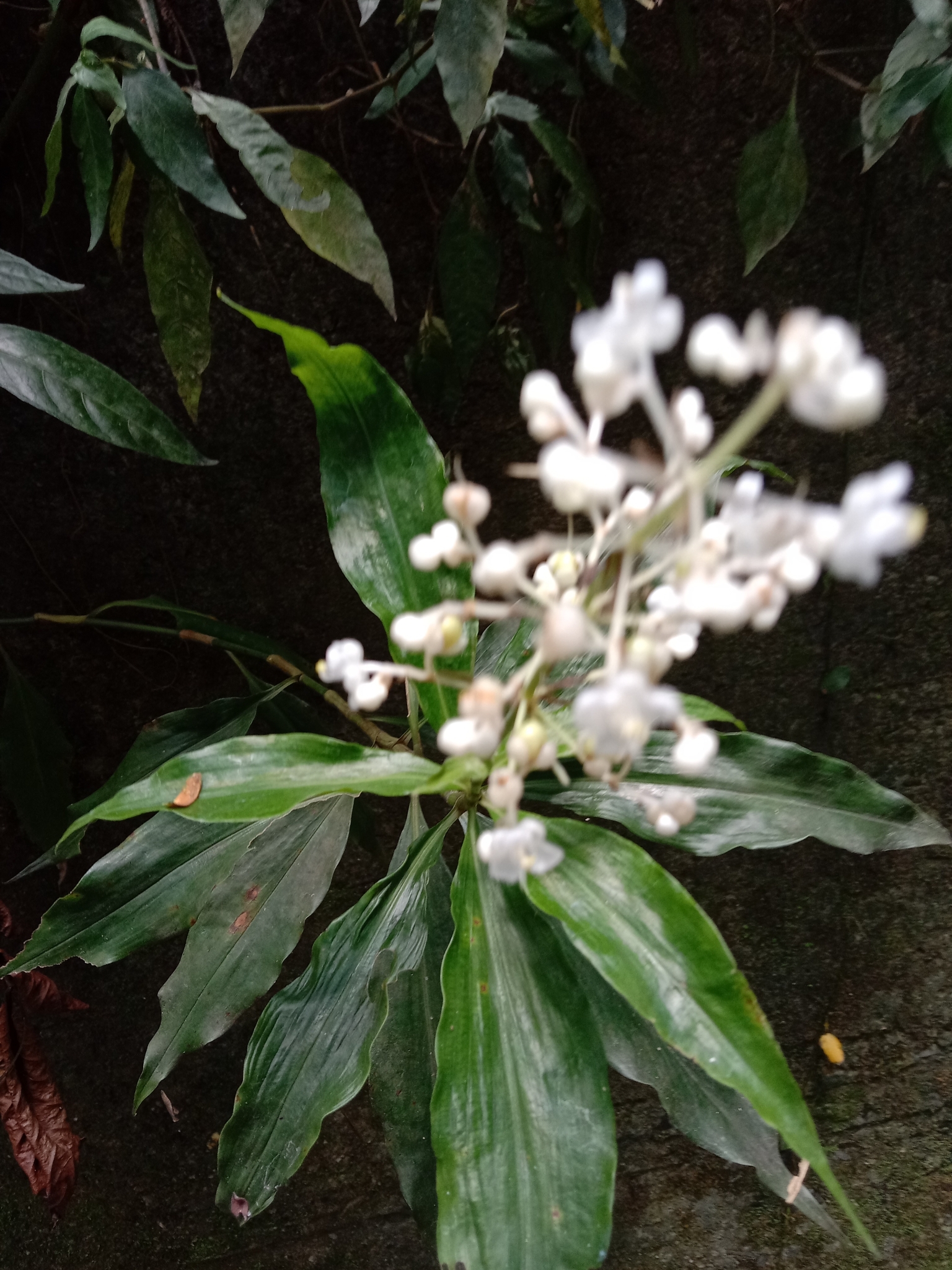 Pollia japonica Thunb.