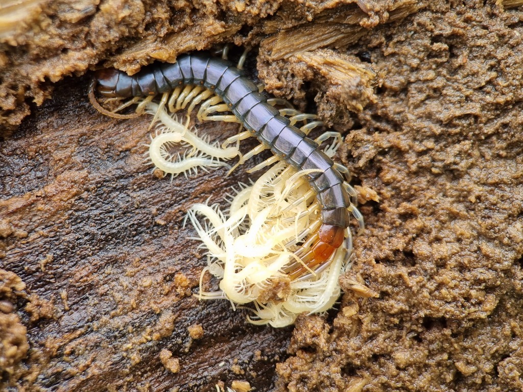 Minor Blueleg Centipede from Tampines Ave 9, Singapore 520491 on June ...