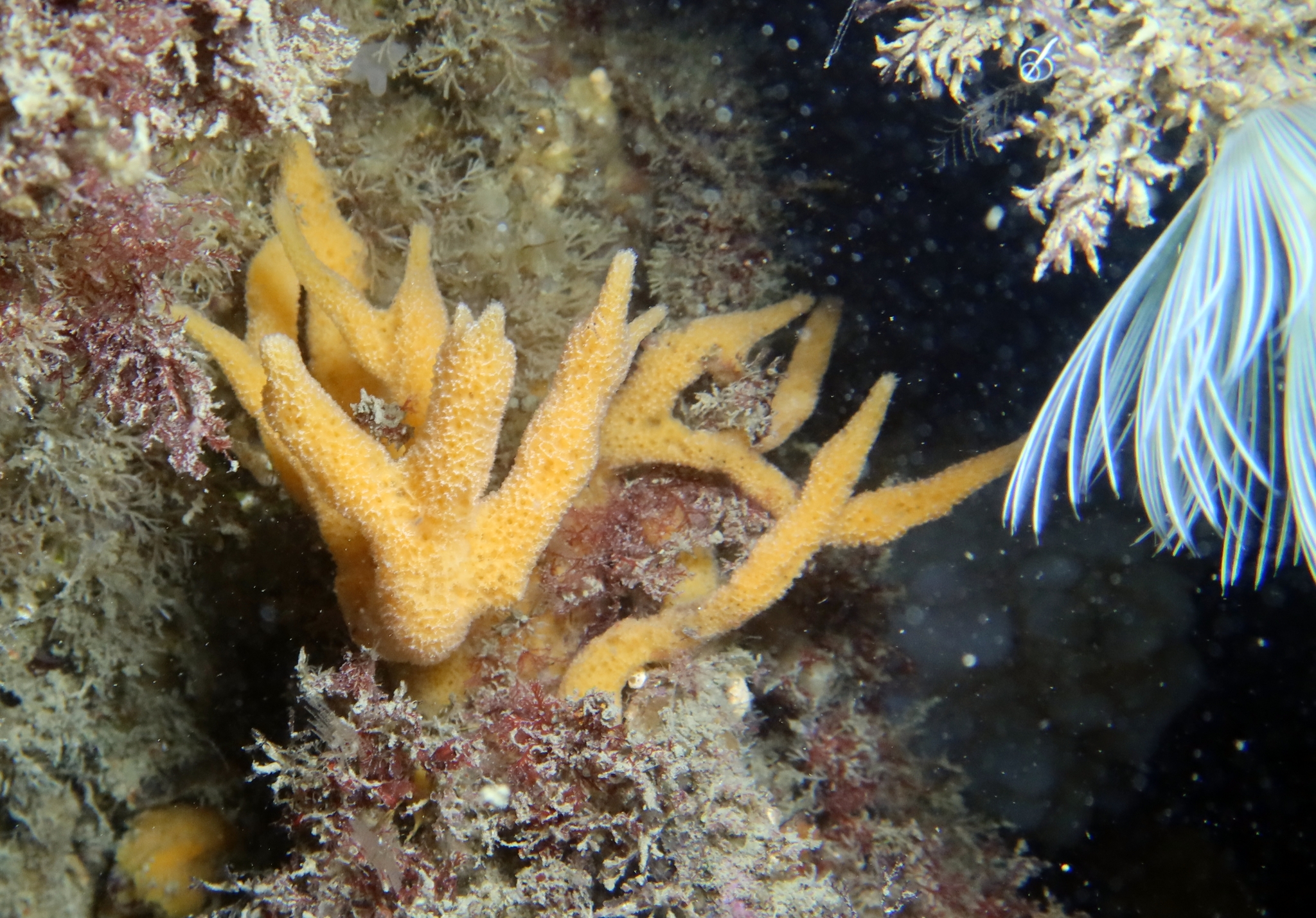 Ulosa digitata (Schmidt, 1866)