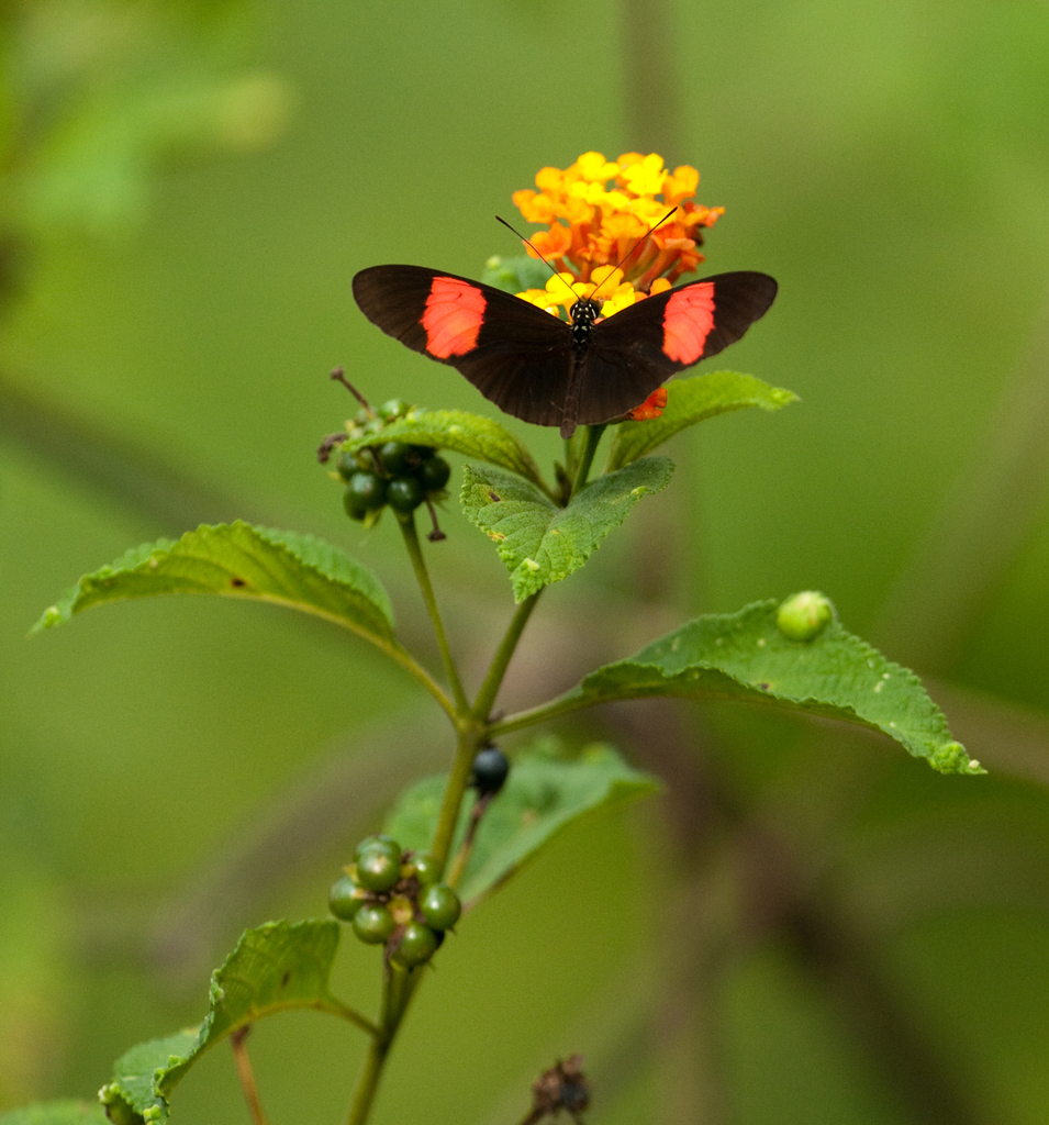 Red Postman from Moco-Moco Village, Guyana on October 2, 2009 at 07:16 ...