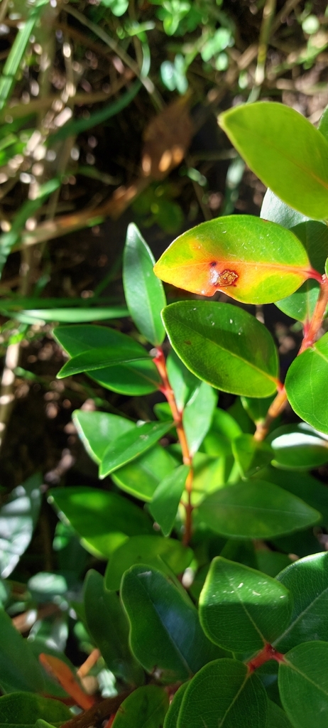 Myrtle Rust from 3763186, Brooklyn Tanera Park Community Gardens ...
