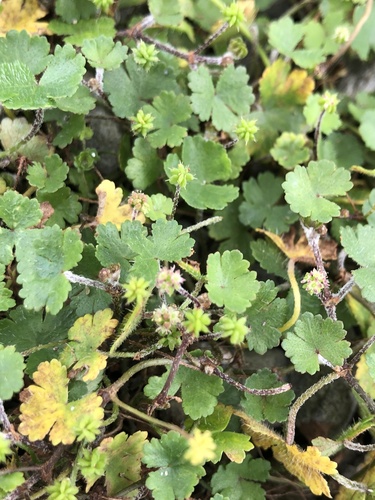 Hydrocotyle benguetensis · iNaturalist Ecuador