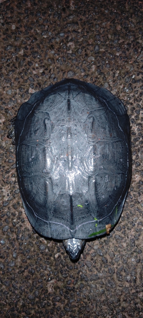 Indian Black Turtle from Kerala, IN on June 25, 2022 at 08:55 PM by ...