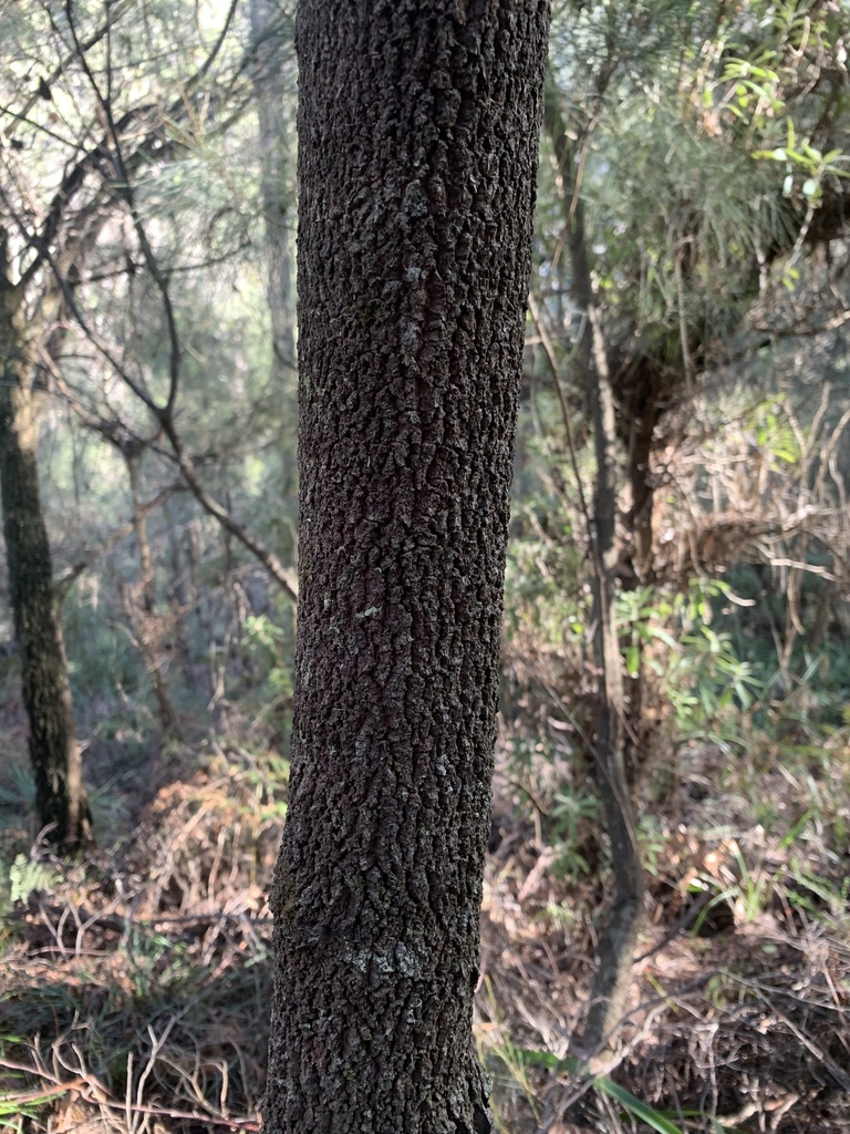 Black sheoak from Tasmania, Trevallyn, TAS, AU on June 26, 2022 at 10: ...