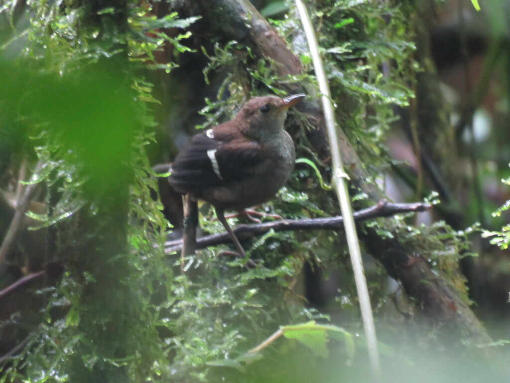 Wing-banded Wren from Archidona Canton, Ecuador on December 21, 2021 at ...