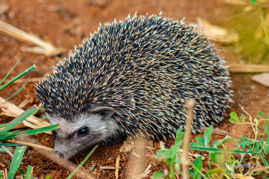 Four-toed Hedgehog (Atelerix albiventris) - Know Your Mammals