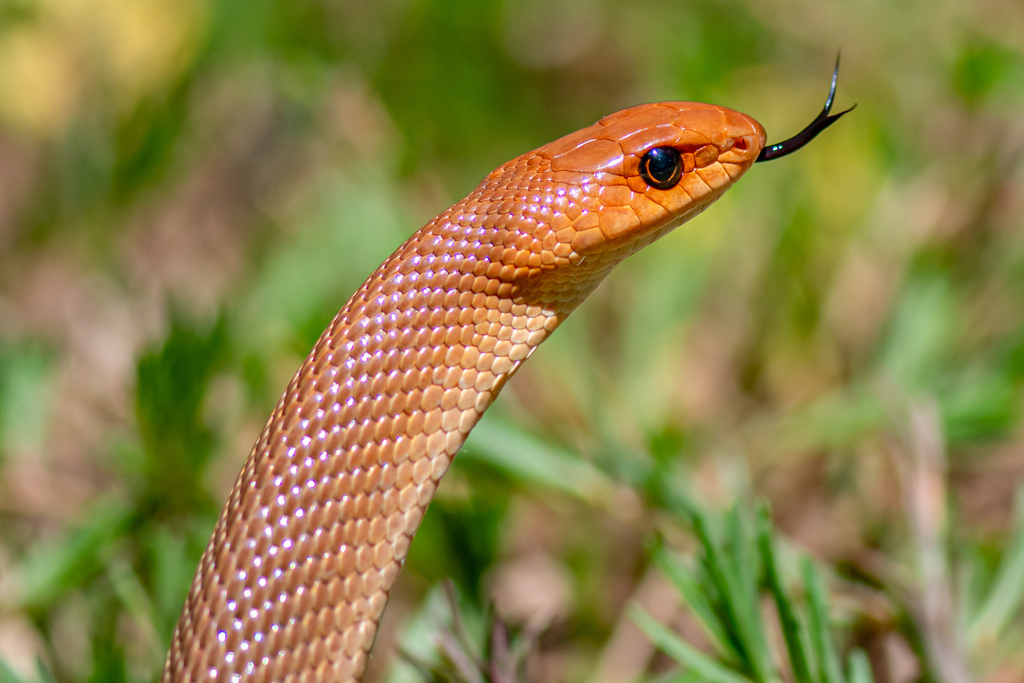 Red-spotted Beaked Snake from Malindi, Kenia on November 11, 2017 at 11 ...
