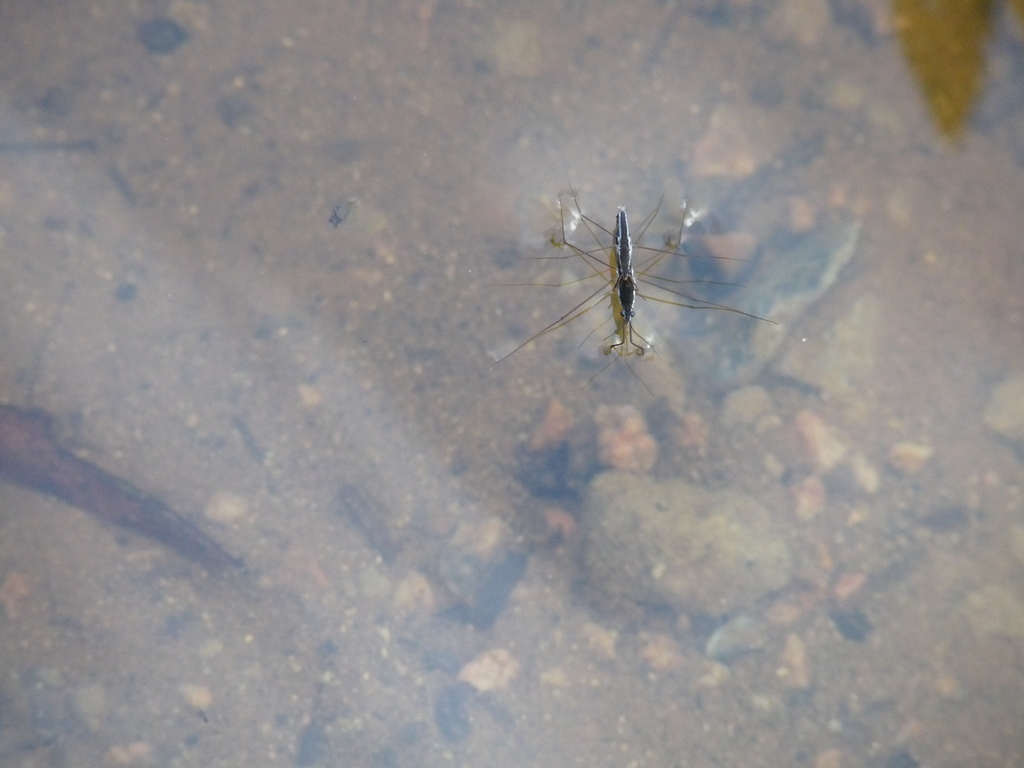 Limnoporus canaliculatus from Houston Arboretum & Nature Center ...