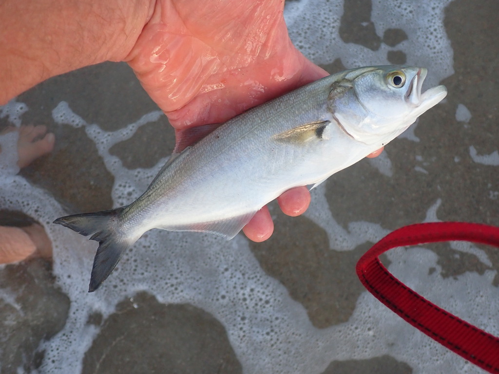 Bluefish from Edisto Island, SC 29438, USA on June 22, 2022 at 06:54 PM ...