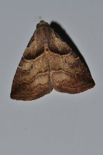 Rivula dimorpha · iNaturalist