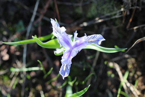 Iris albomarginata · NaturaLista Colombia