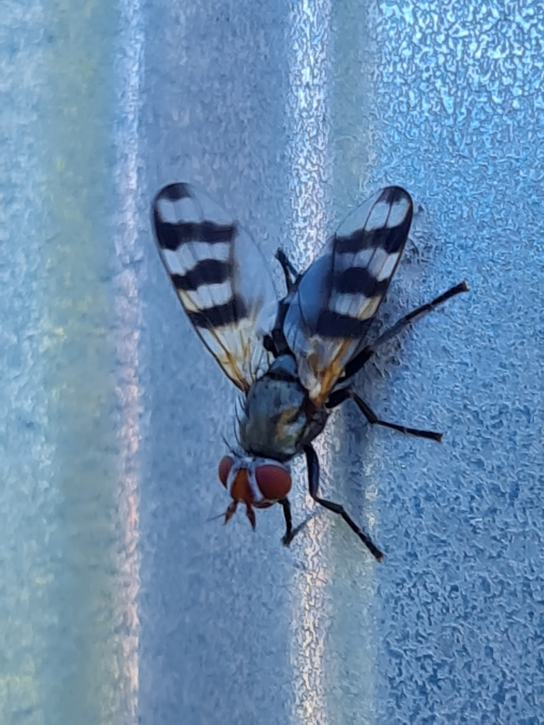 Band-winged Wingwaver from Zelenodol'skiy rayon, RU-TT, RU on June 26 ...