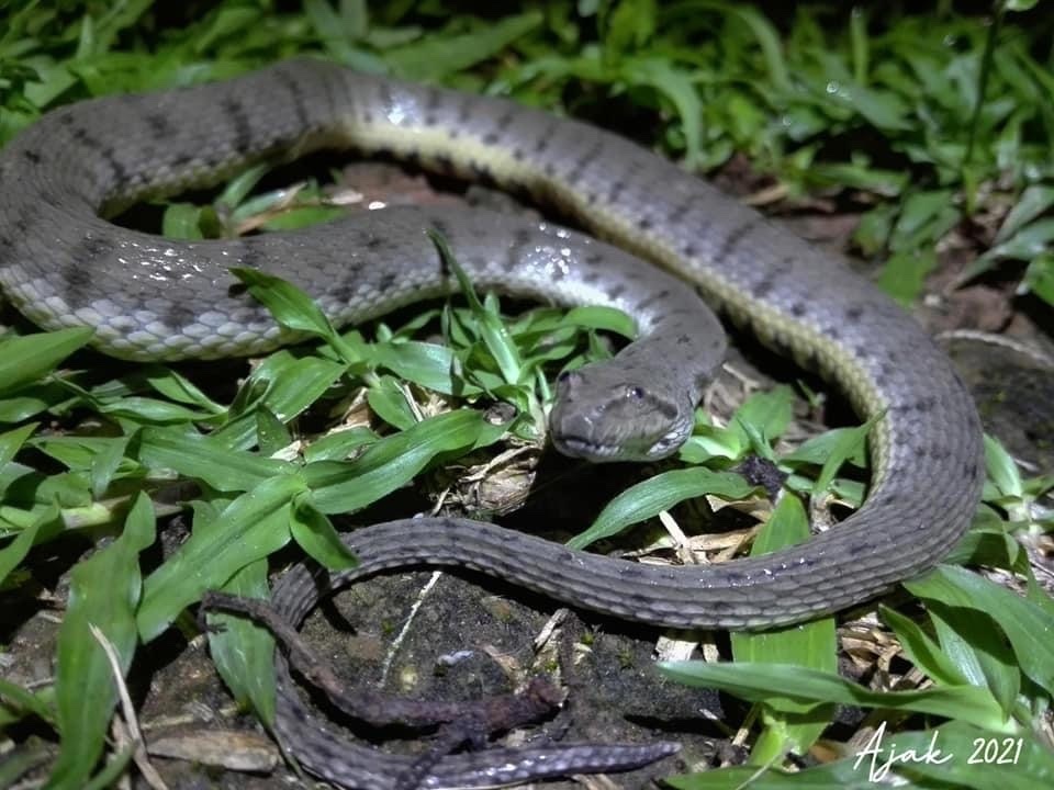 Southeast Asian Bockadam (Snakes of Vietnam) · iNaturalist