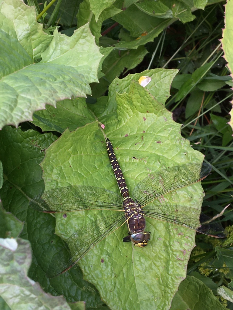 Sedge Darner from Forêt Domaniale de Gérardmer, Xonrupt-Longemer ...