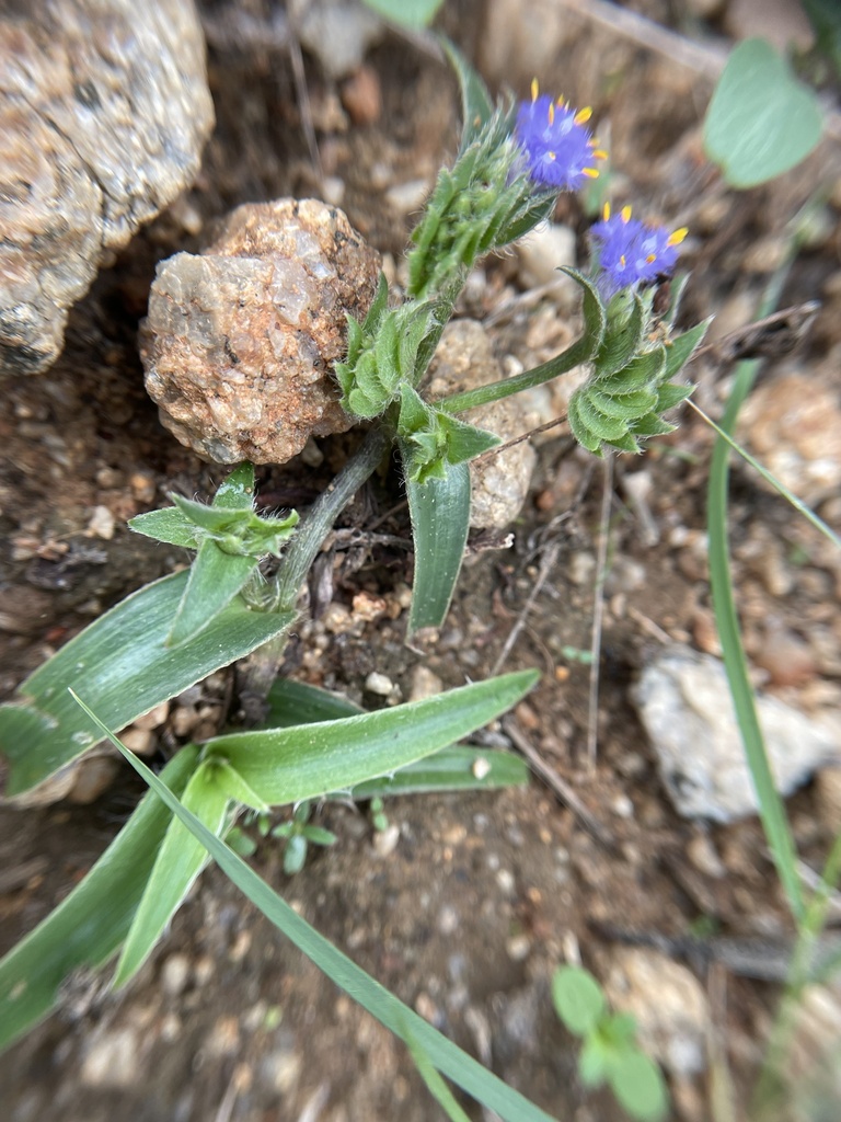 (Cyanotis adscendens) - Botanical Realm