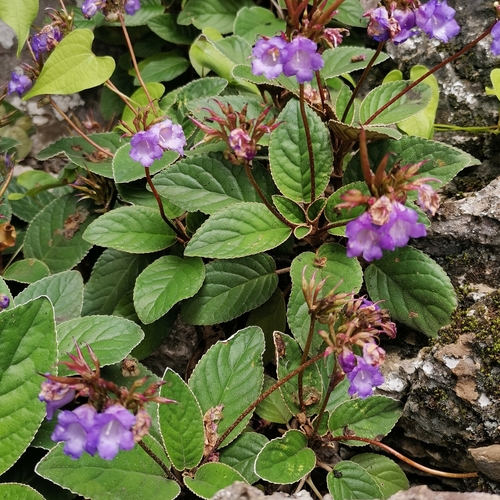 Paraboea rufescens · iNaturalist United Kingdom
