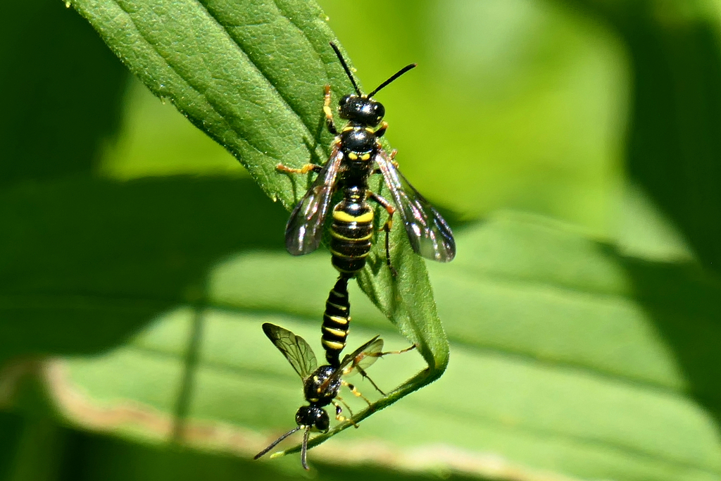 Typical Weevil Wasps and Allies from North Kingsville, OH, USA on June ...