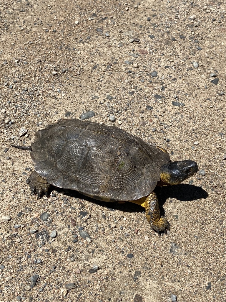 Wood Turtle in June 2022 by Adam Heikkila · iNaturalist