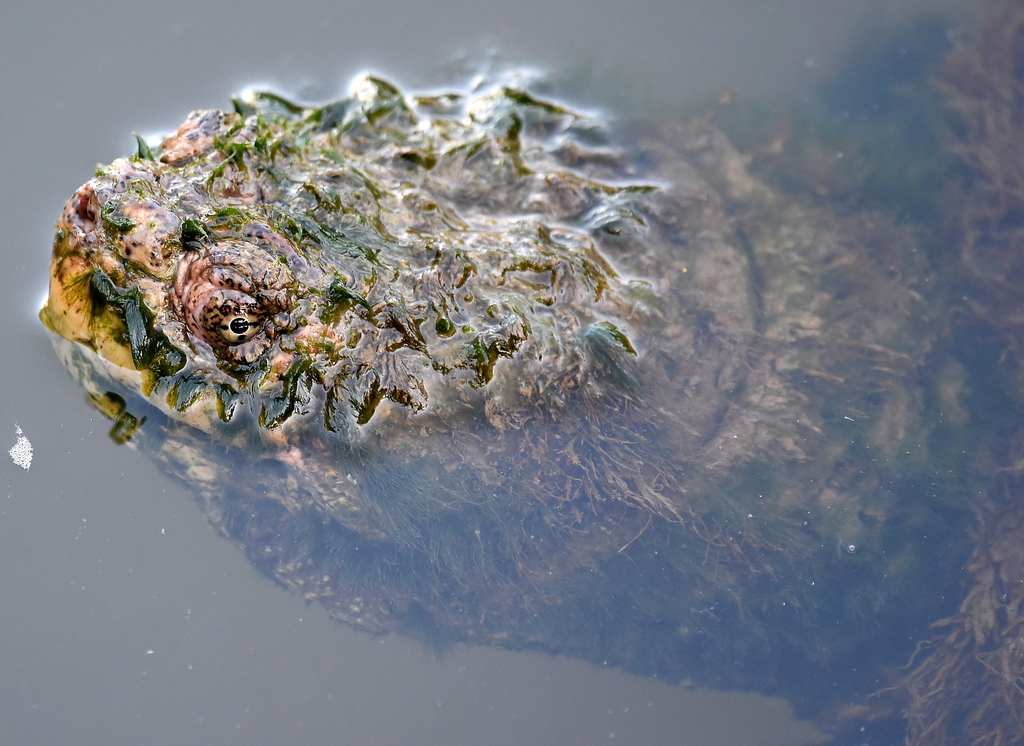 Common Snapping Turtle from 56 Game Farm Rd, Delmar, NY 12054, USA on ...