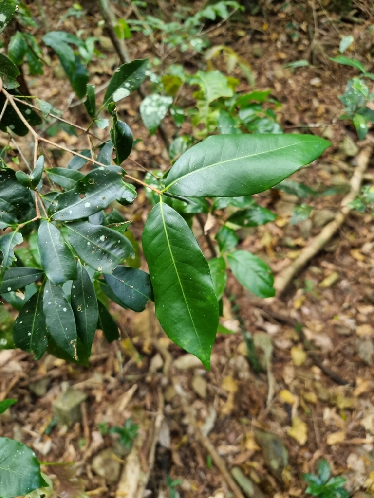 Bosistoa transversa in June 2022 by Reece Taverner · iNaturalist