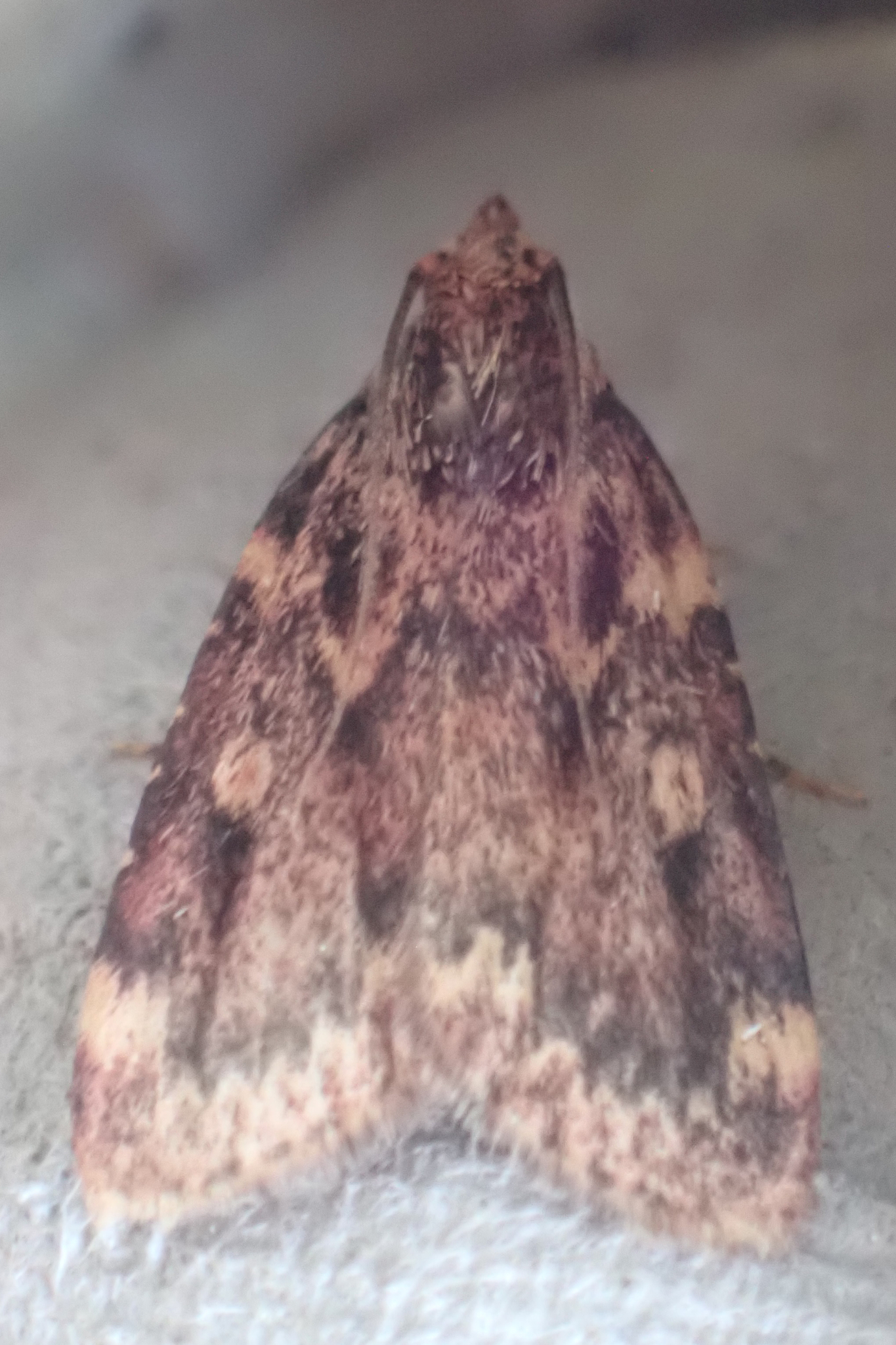 Aglossa cuprina Zeller, 1872