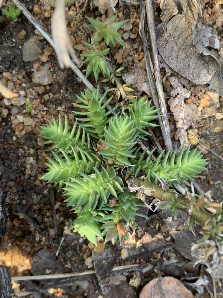 Stonecrops from NW, ZA on June 26, 2022 at 11:29 AM by athol_ferguson ...