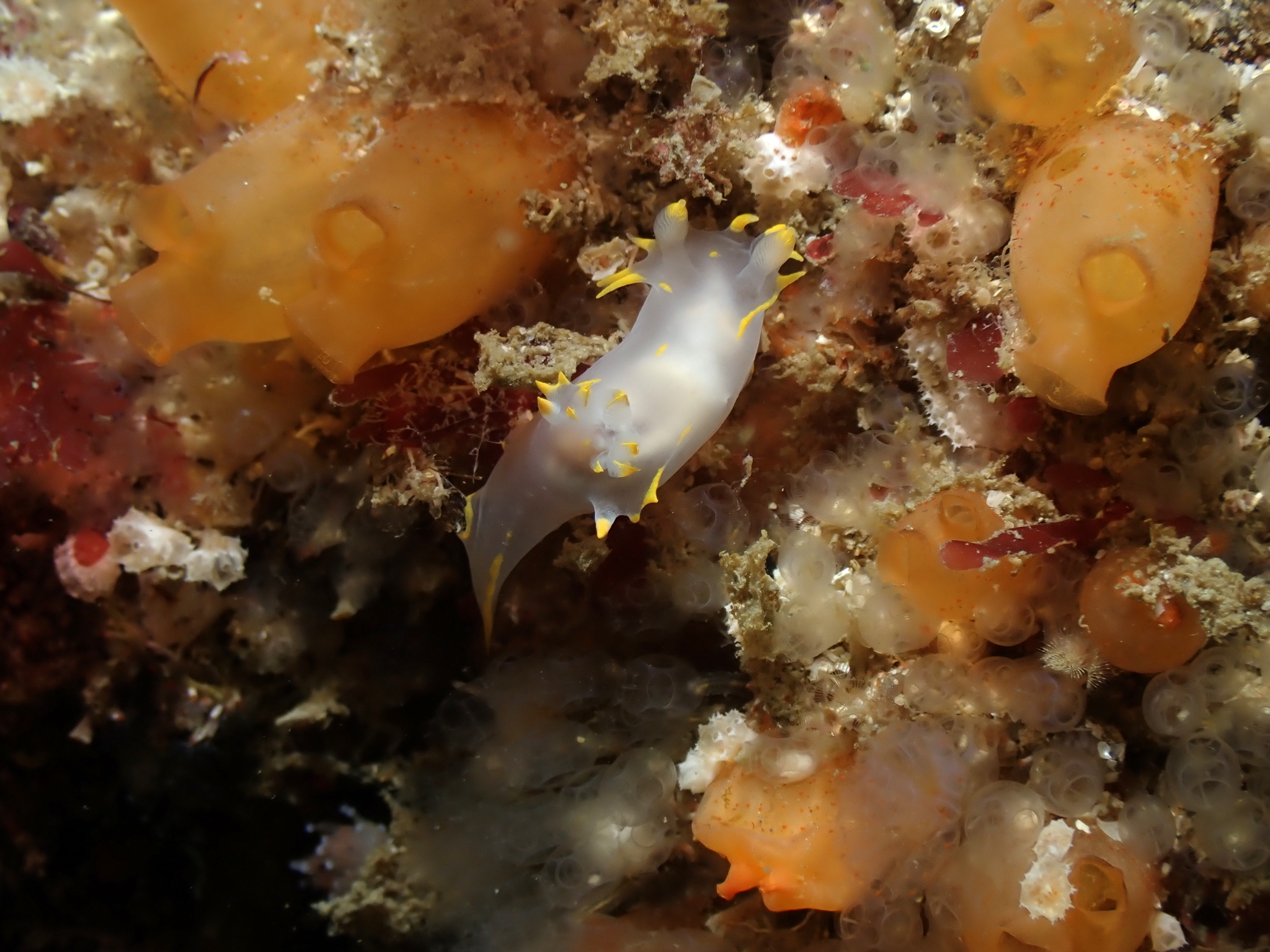 Polycera faeroensis Lemche, 1929