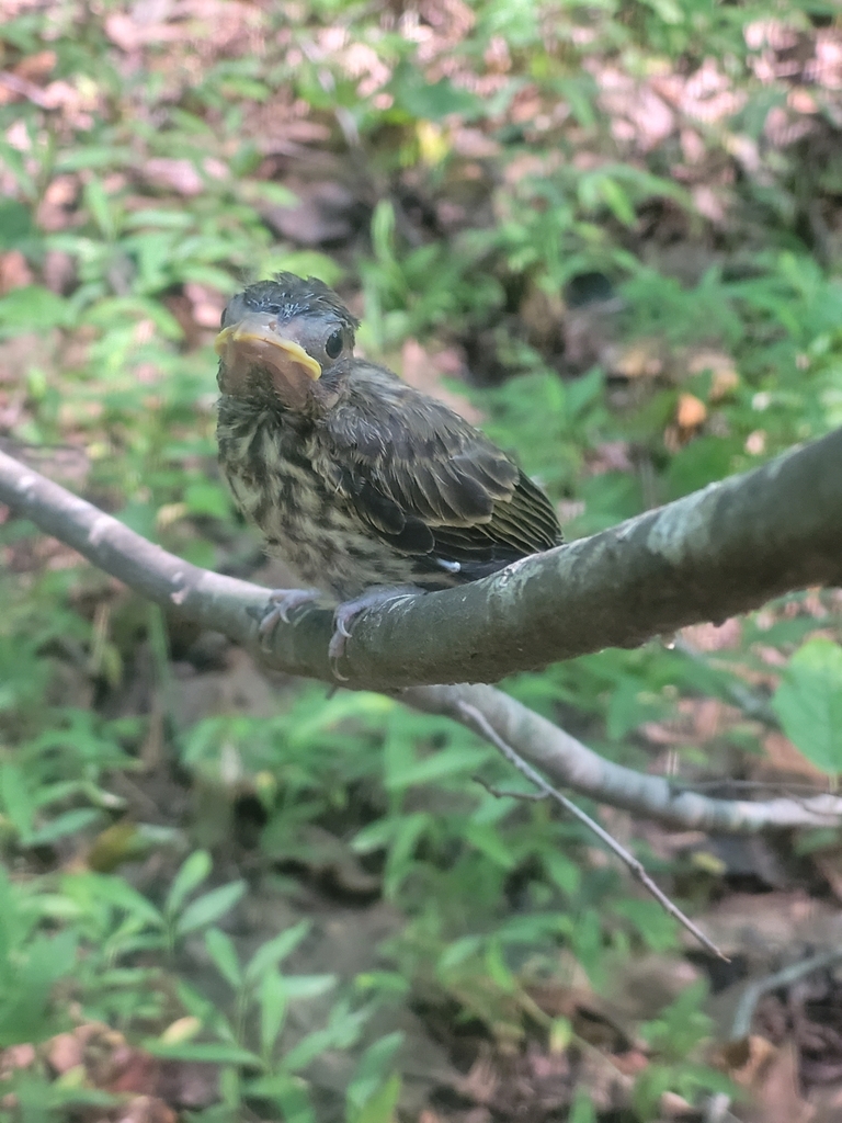 Perching Birds from Macon, VA 23139, USA on June 26, 2022 at 10:10 AM ...