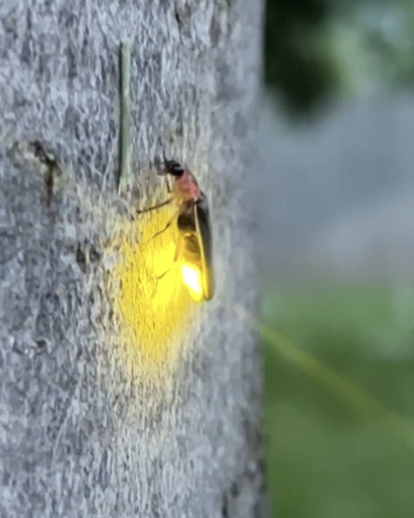 Common Eastern Firefly from Pierce St, Omaha, NE, US on June 24, 2022 ...