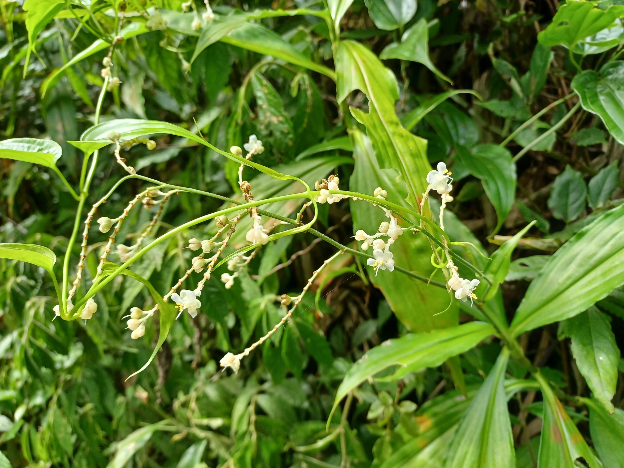 Pollia japonica Thunb.