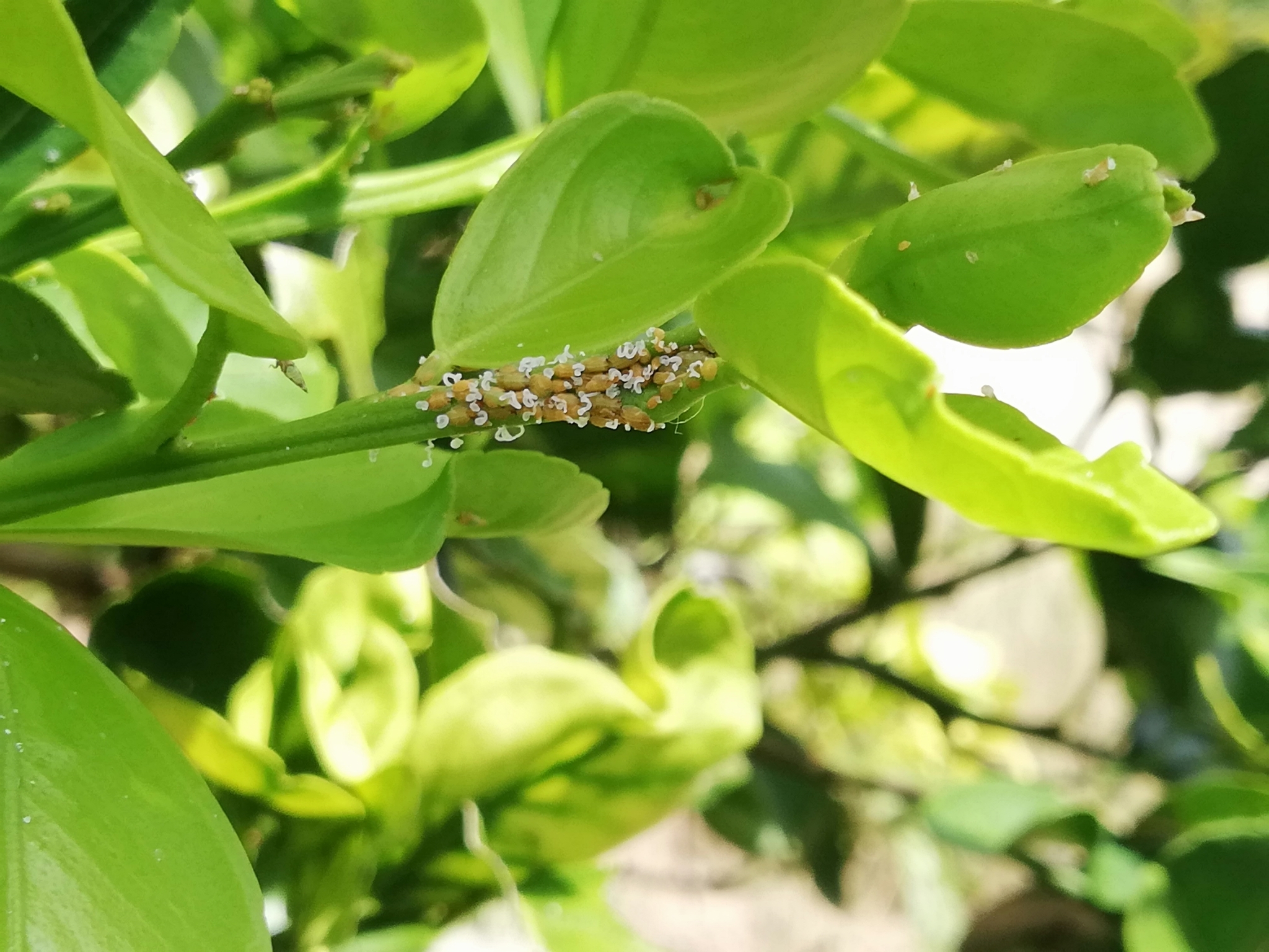 Diaphorina citri Kuwayama, 1908