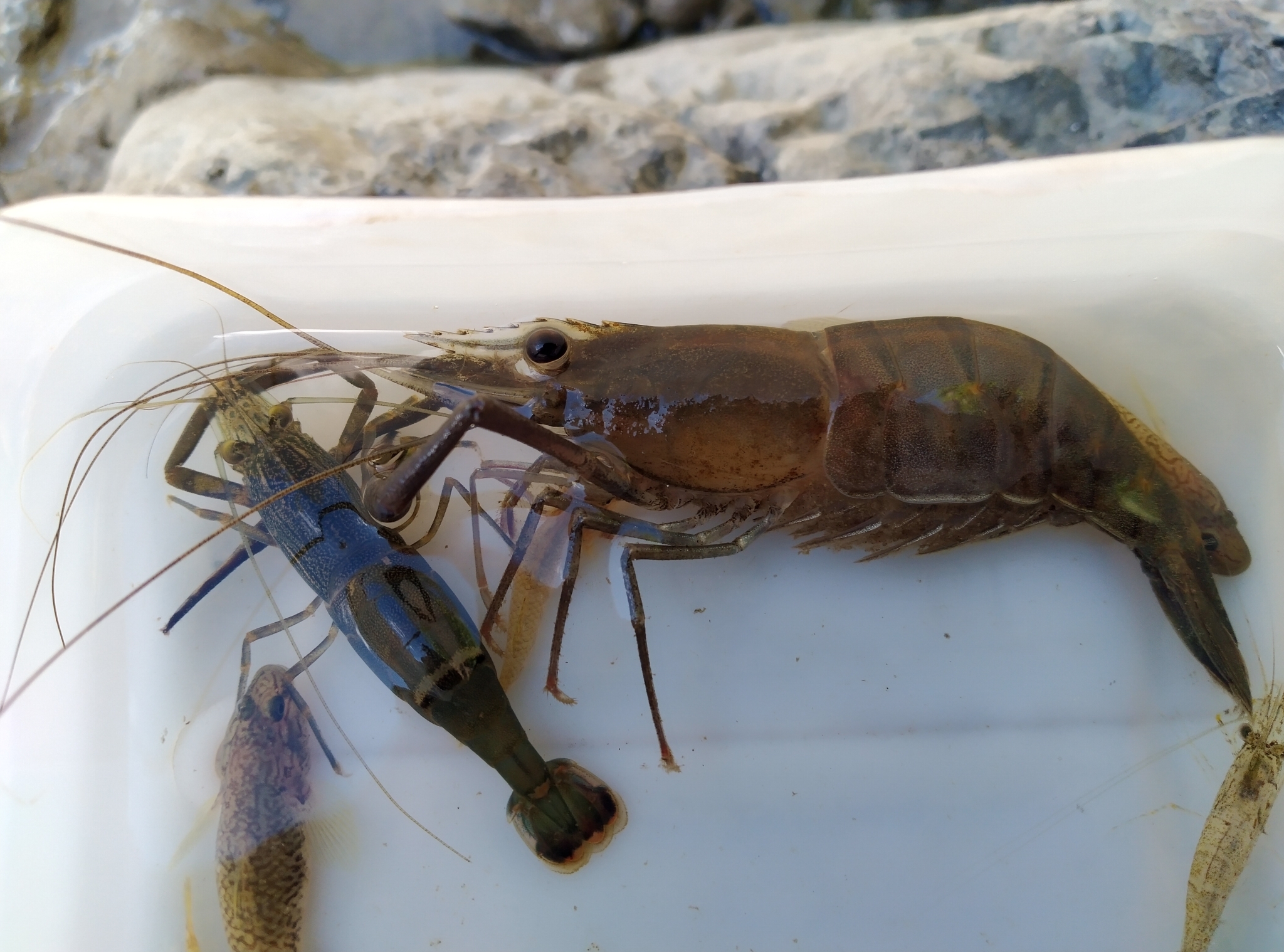 Macrobrachium lar (Fabricius, 1798)