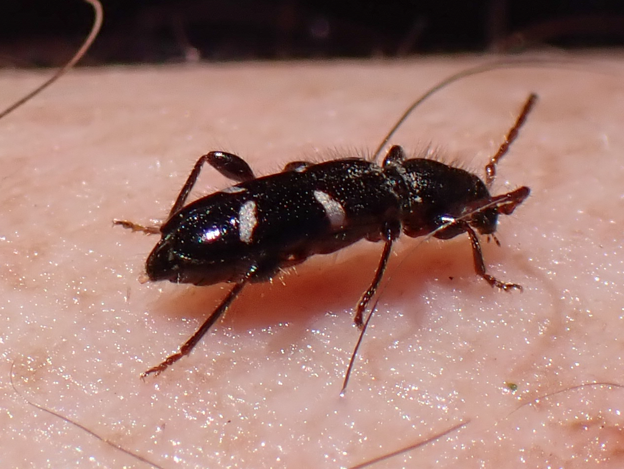 Phymatodes nitidus LeConte, 1874