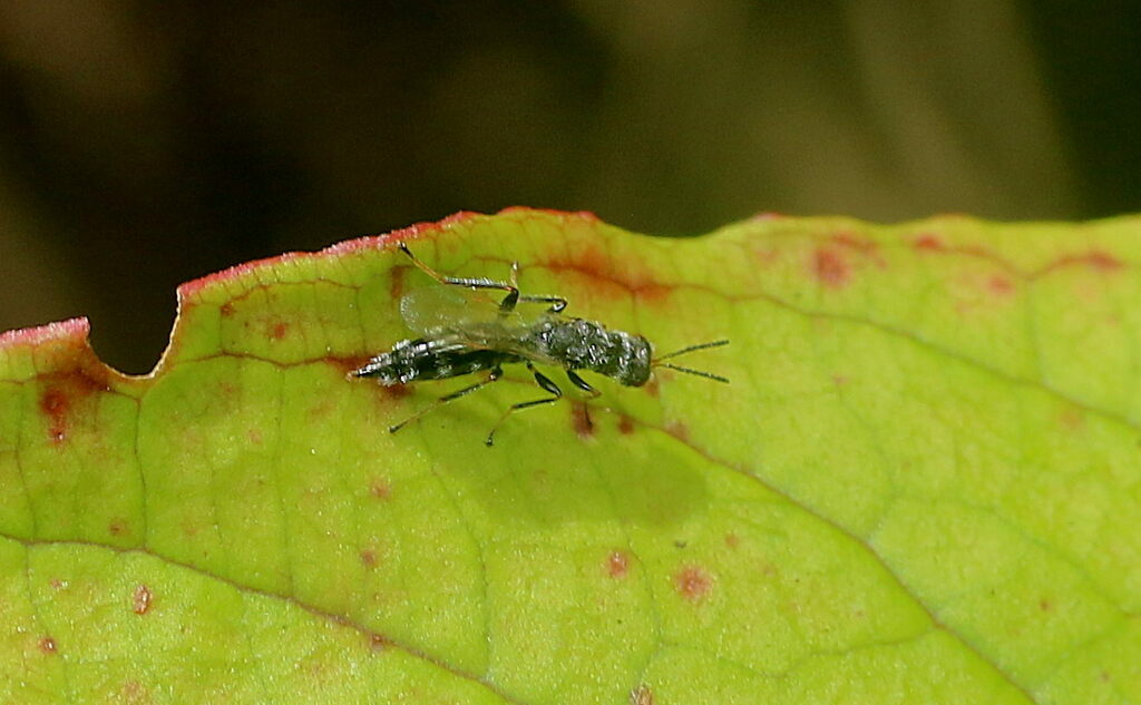 Tetramesa from Kodaikanal, Tamil Nadu, India on June 4, 2022 at 01:47 ...