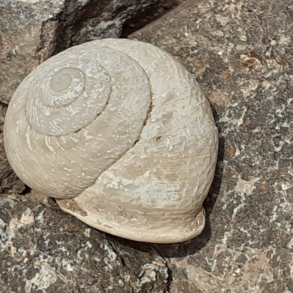 Hemicycla saulcyi (Especies en Peligro Crítico de Canarias) · iNaturalist