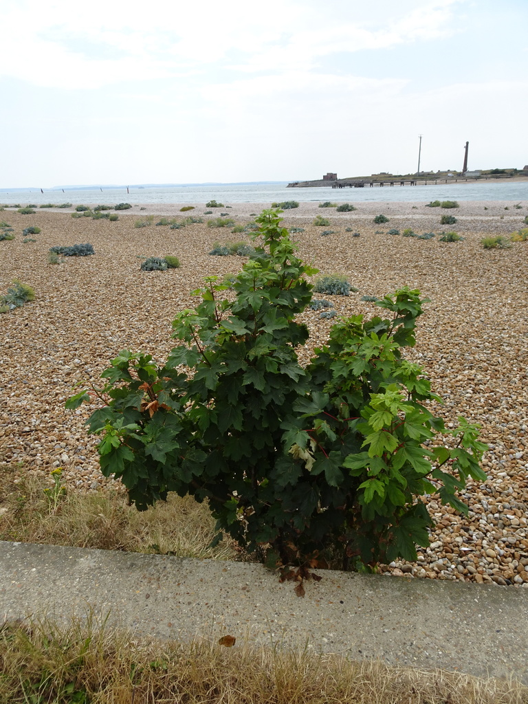 sycamore maple from South Hayling, England, United Kingdom on July 5 ...