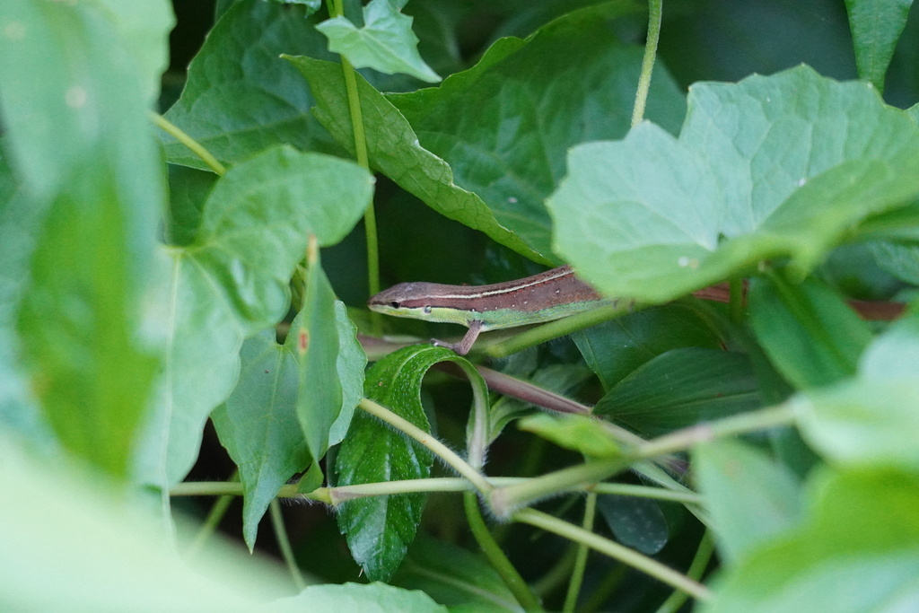 Oriental Long-tailed Grass Lizard from Sai Kung, Hong Kong on June 25 ...