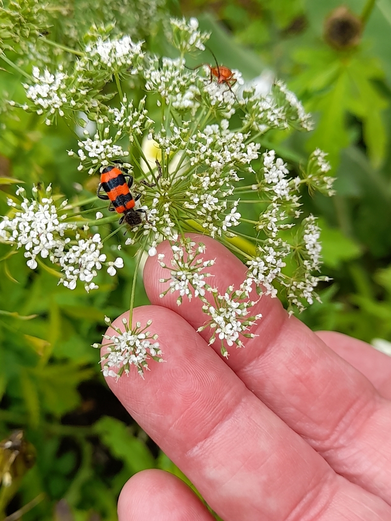Bee-eating Beetle from Eure, Haute-Normandie, FR on June 26, 2022 at 05 ...