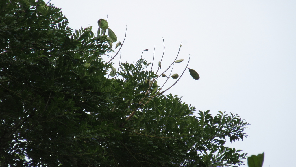 Jacaranda copaia from Capira, PA-PO, PA on June 25, 2022 by Richard ...