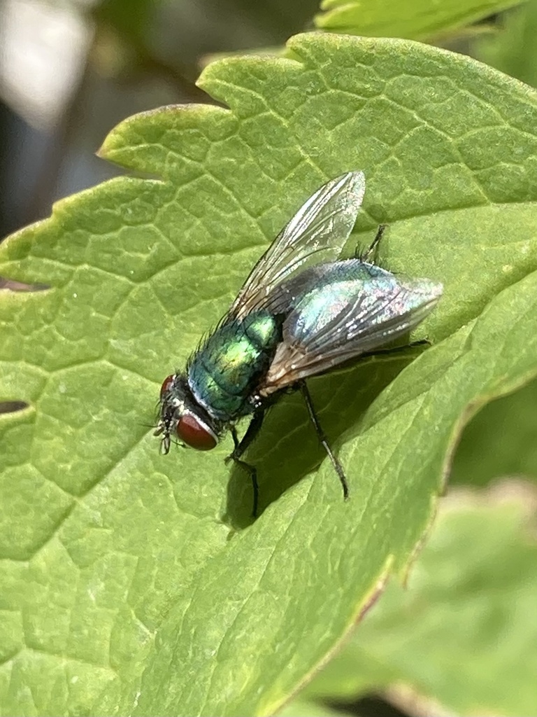 Greenbottle Flies in June 2022 by Naturalist Jared · iNaturalist