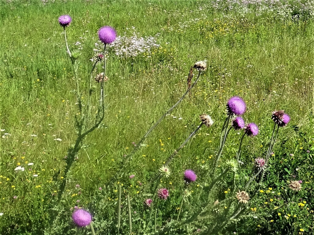 musk thistle from Busby Rd, Cadiz, OH 43907, USA on June 25, 2022 by Su ...