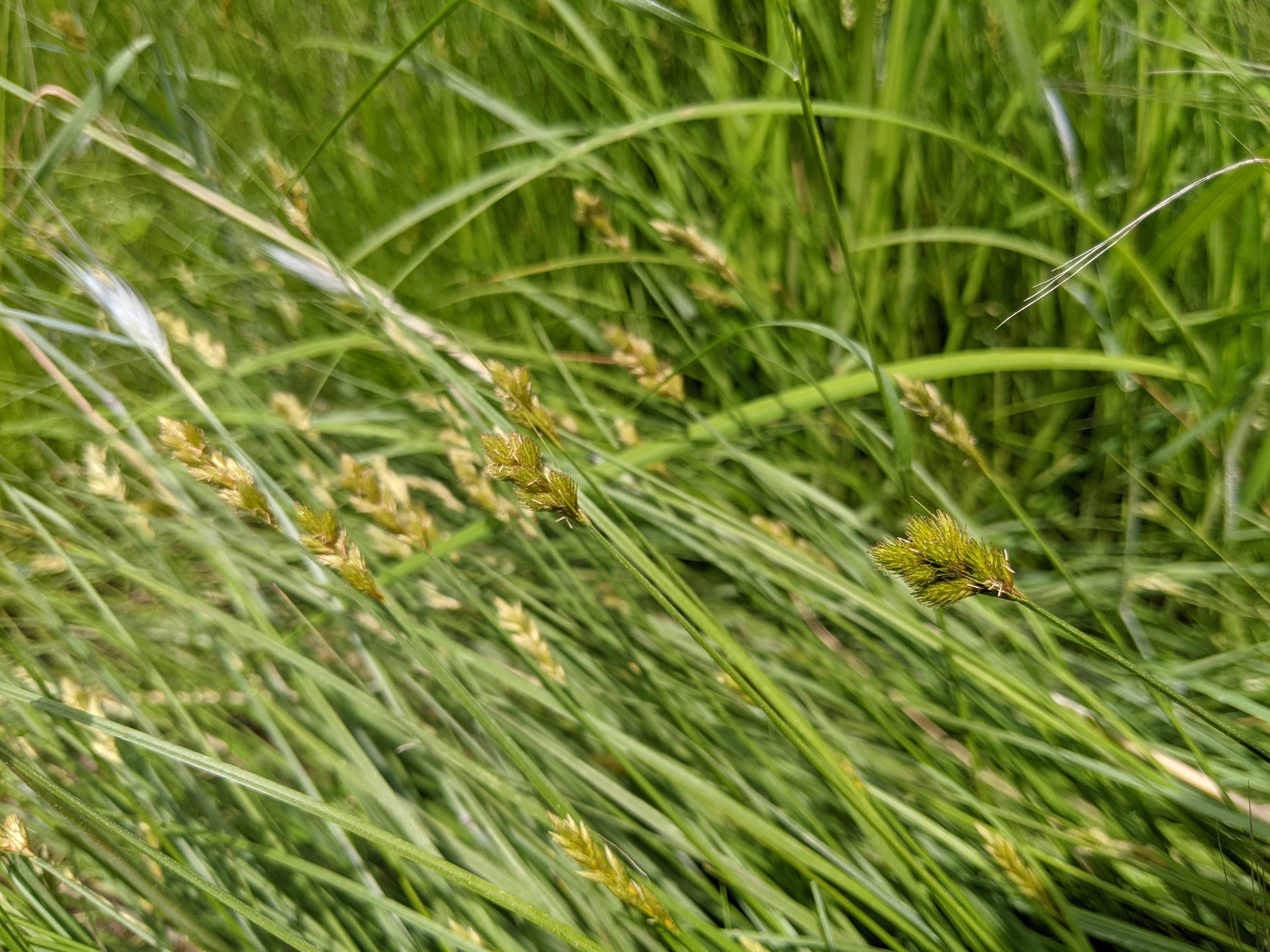 Carex scoparia Schkuhr ex Willd.