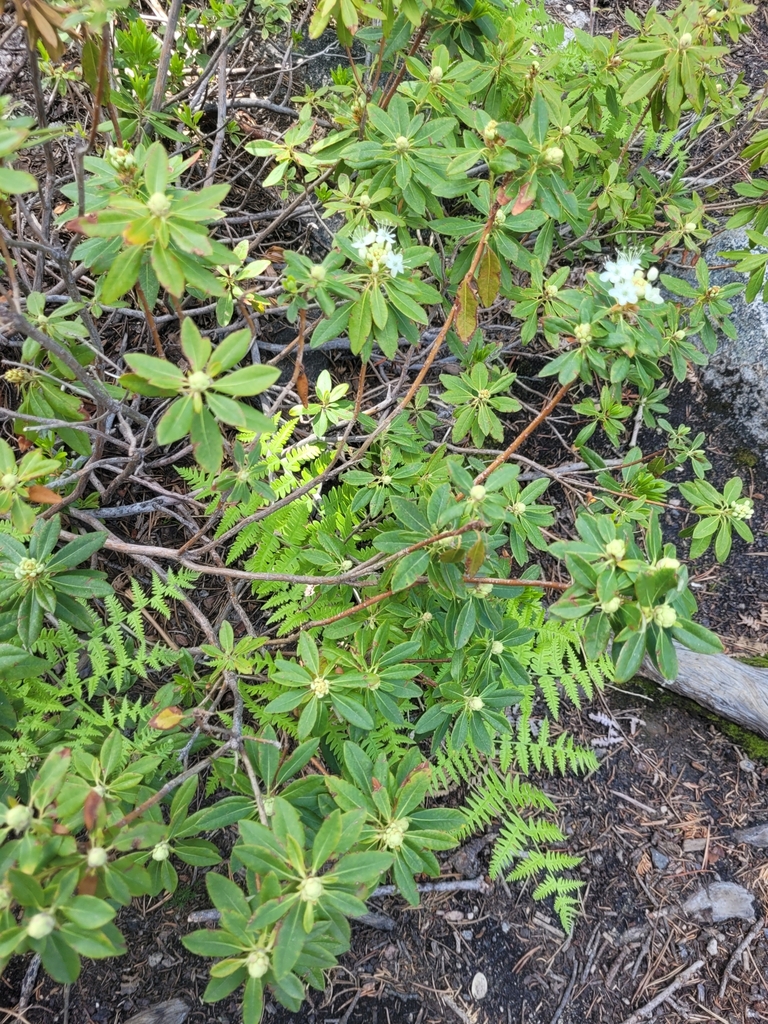 Western Labrador Tea from Yosemite National Park, Tuolumne County, US ...