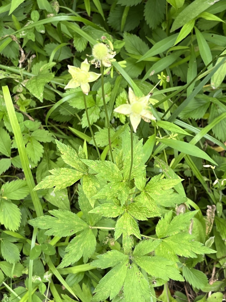 tall thimbleweed from Short Hills Provincial Park, Thorold, ON, CA on ...