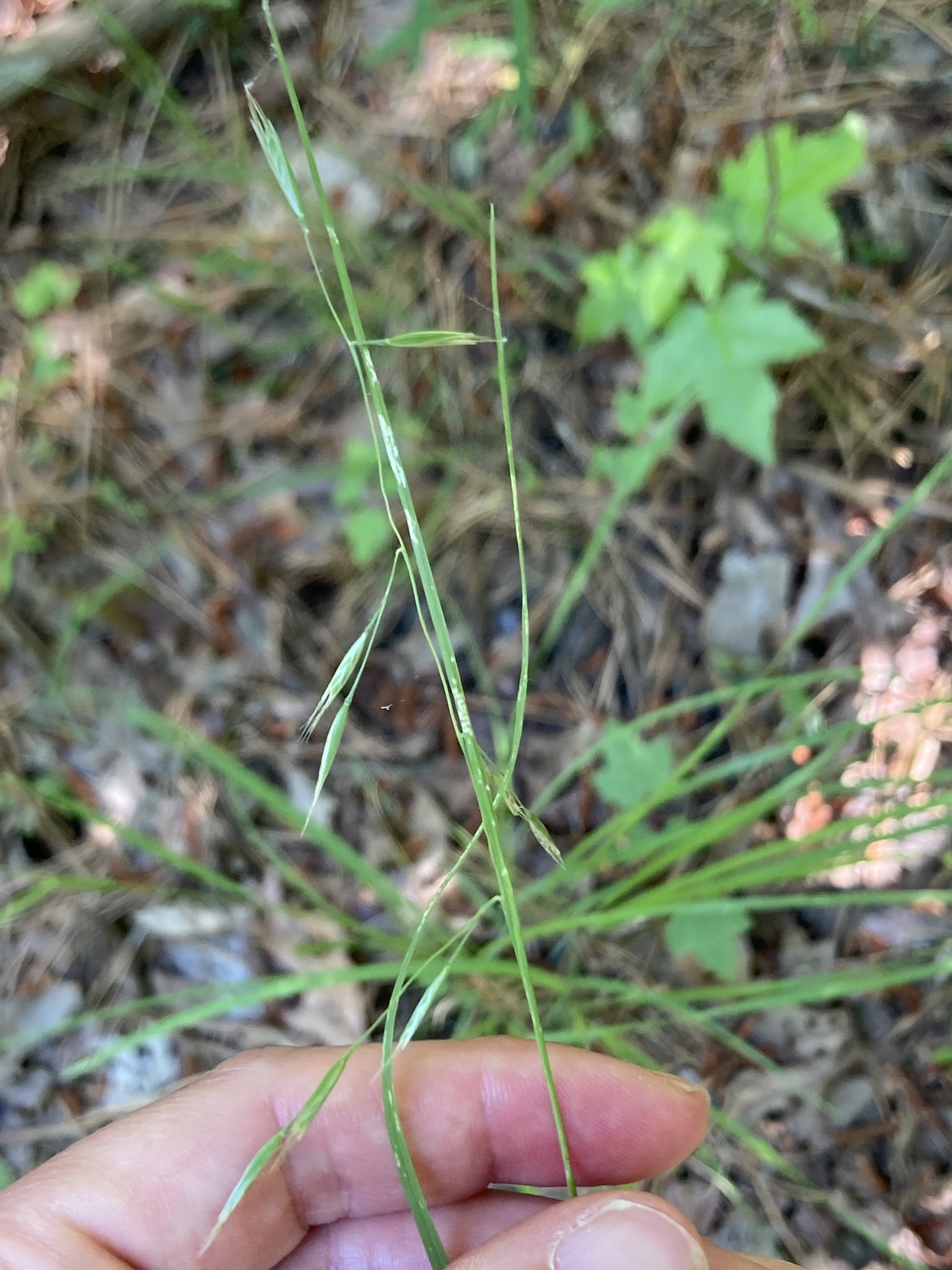 Danthonia compressa Austin